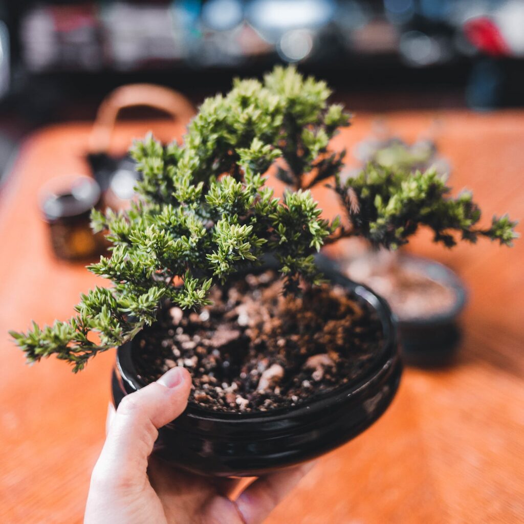 15 Common Types Of Bonsai Tree Species to Grow